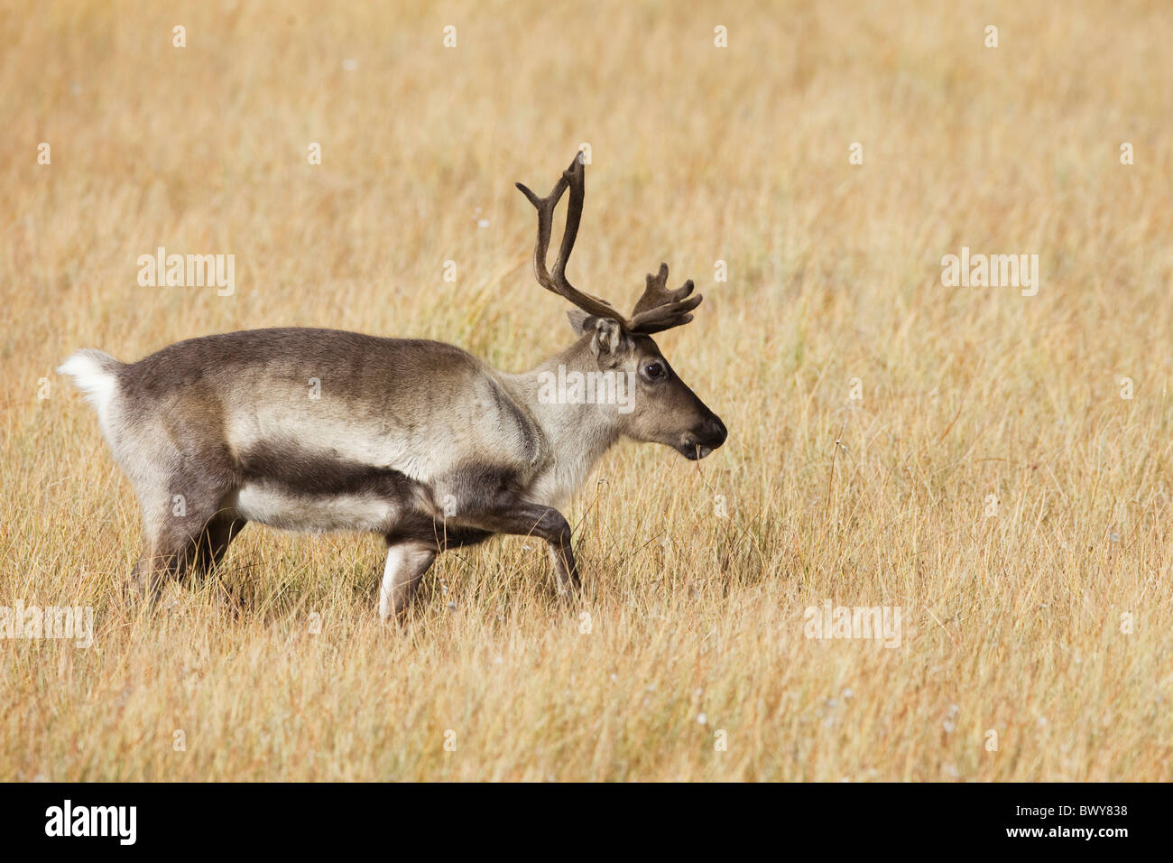 Reindeer side profile hi-res stock photography and images - Alamy