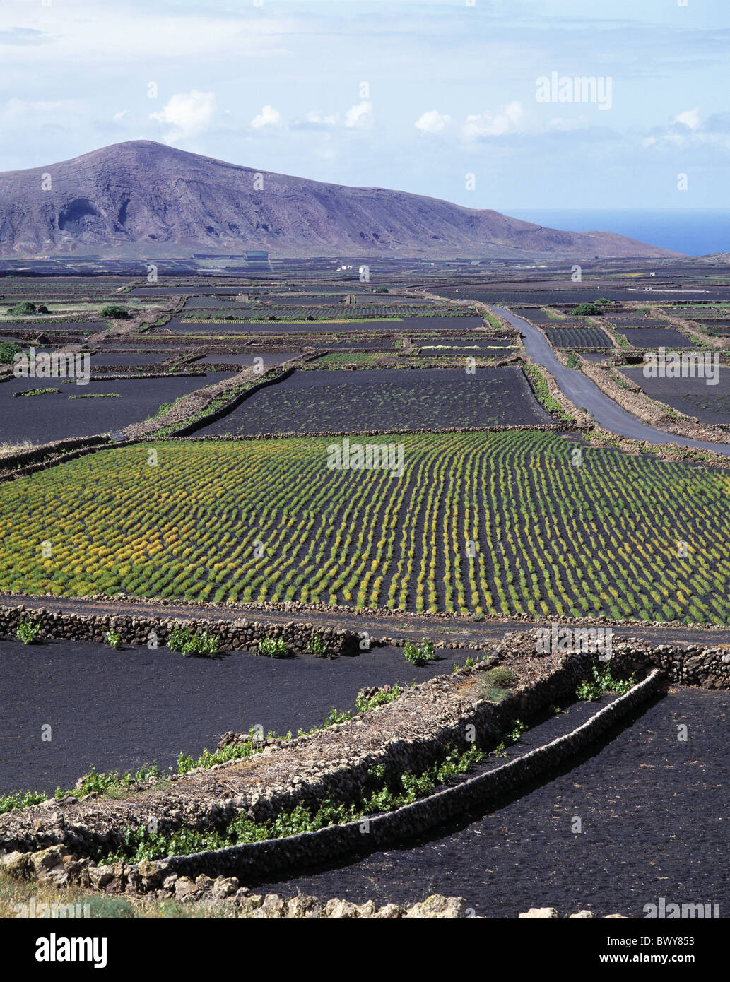 fields Canary islands isles agriculture Lanzarote Spain Europe ...