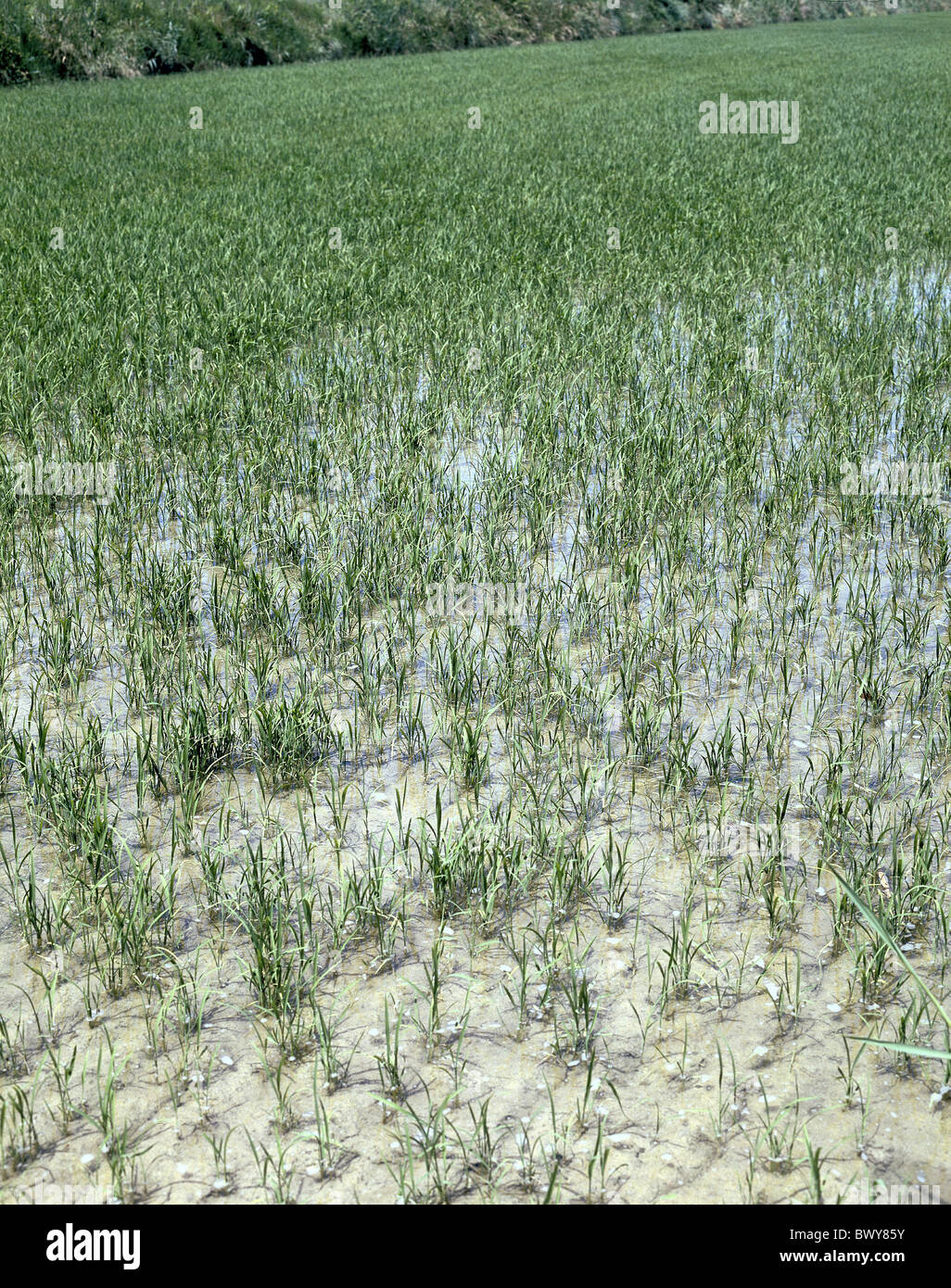 useful plants rice rice field cutting part little plant waters France ...
