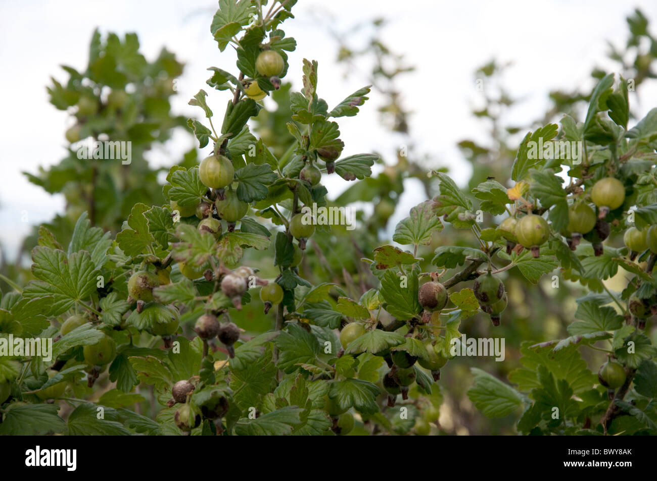 Wild Gooseberries near Twiston in the Pendle Hill area in Lancashire in ...