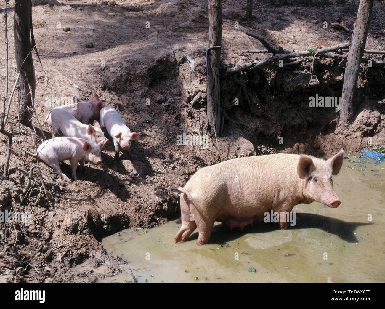pig sow piglet pool puddle dirtily Cambodia Asia rural country scene ...