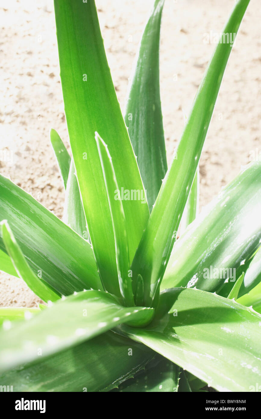 Aloe Vera Plant Stock Photo - Alamy