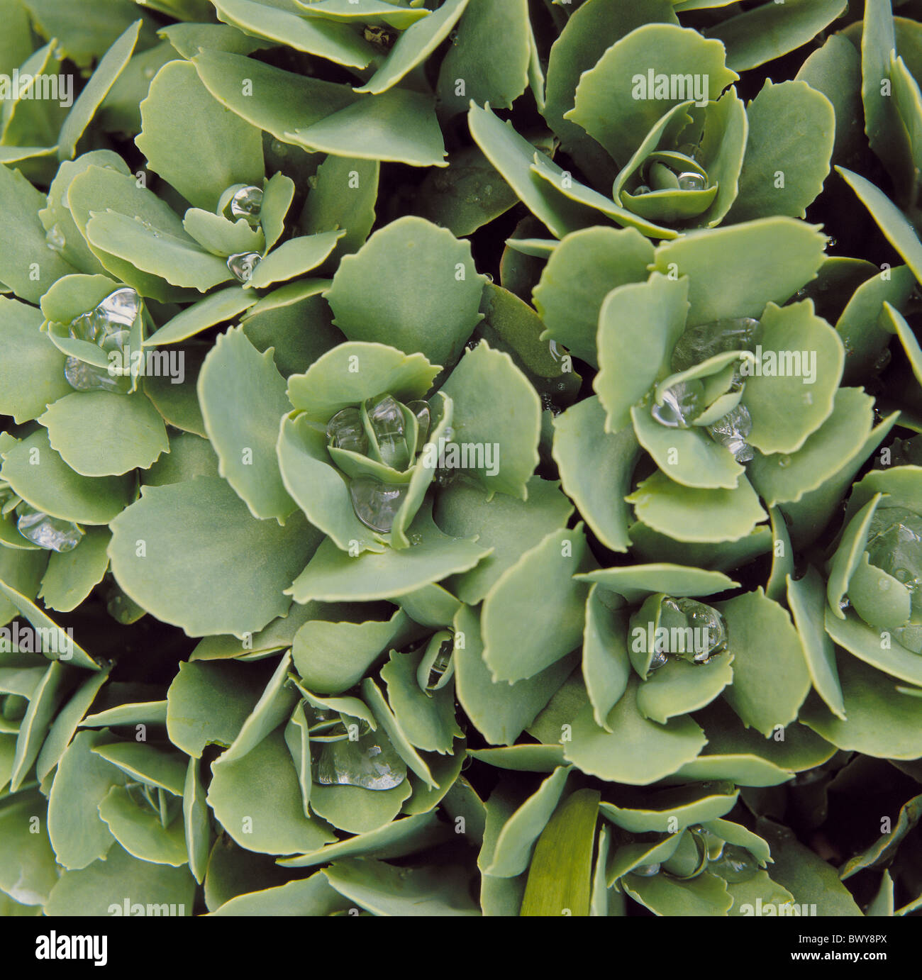 Fat hen leaves hi-res stock photography and images - Alamy