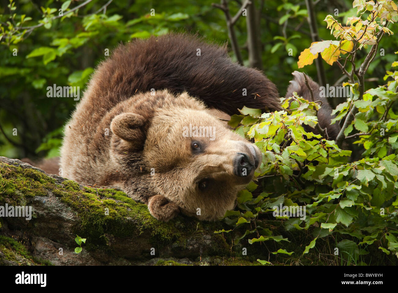 Brown Bear Resting on Rock, Bavarian Forest National Park, Bavaria ...