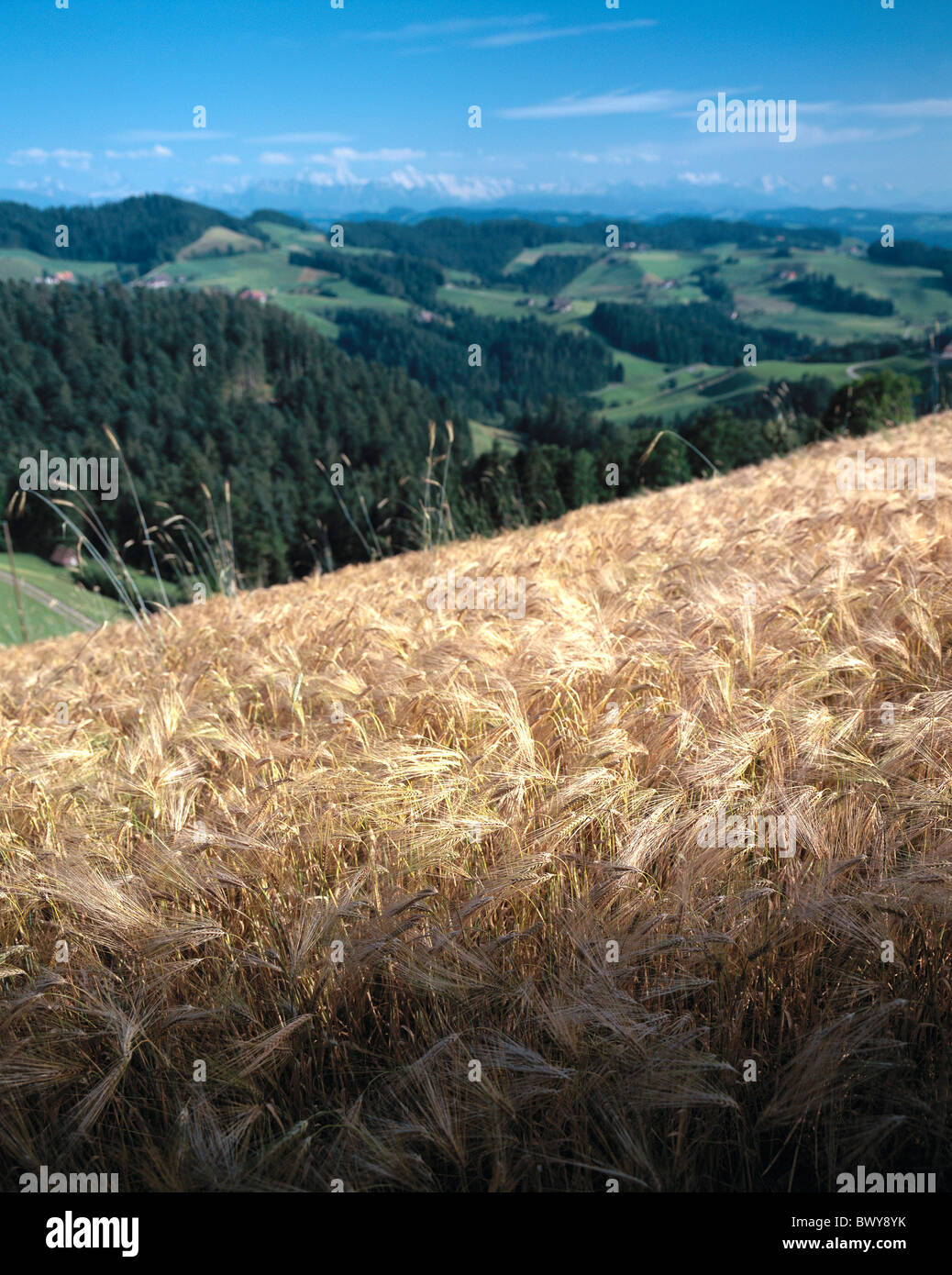 Emmental field grain canton Bern scenery Switzerland Europe surging ...