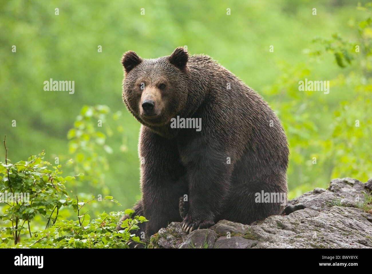 Seated german male hi-res stock photography and images - Alamy
