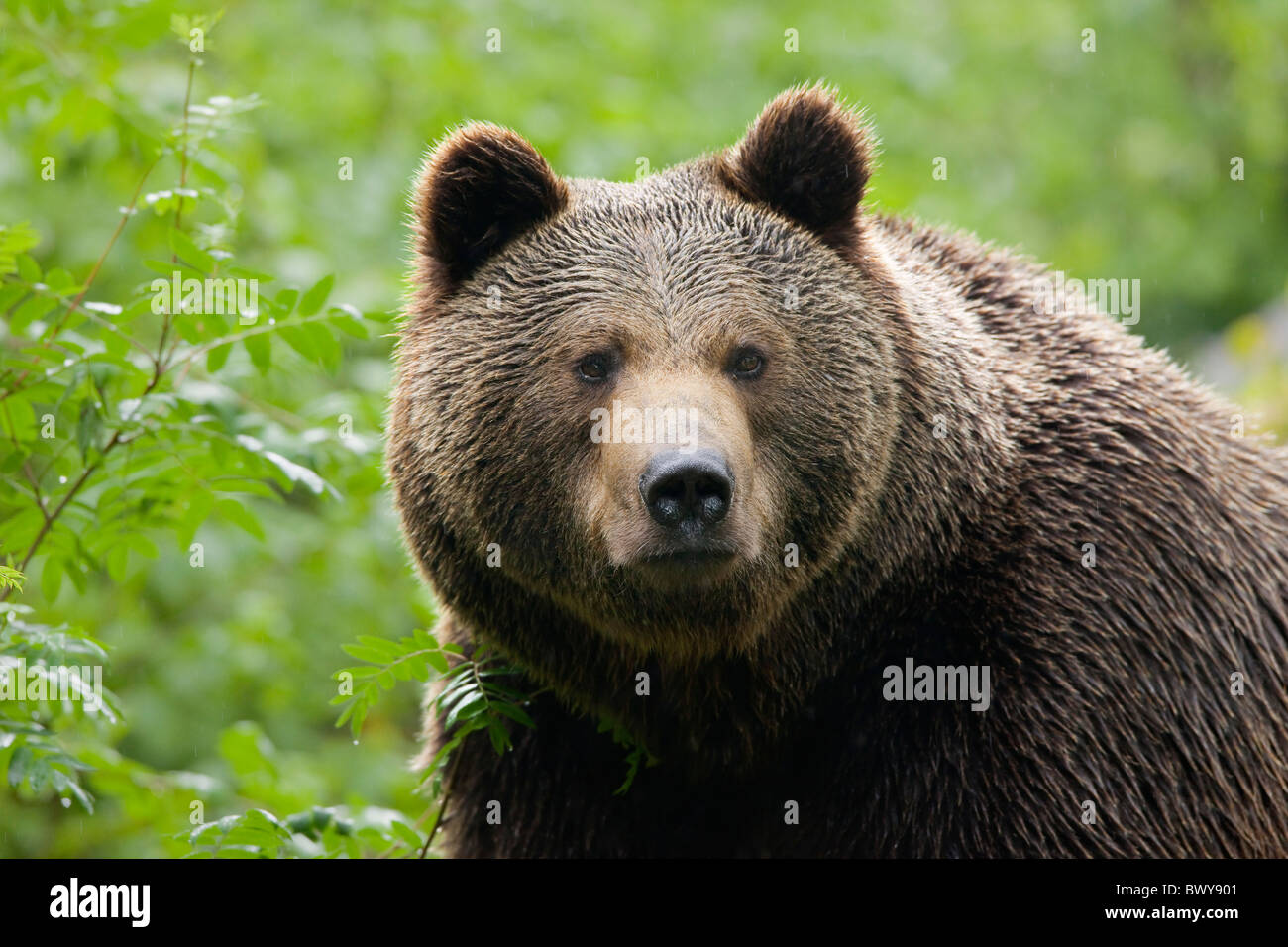 Nature Park Bavarian Forest High Resolution Stock Photography and ...