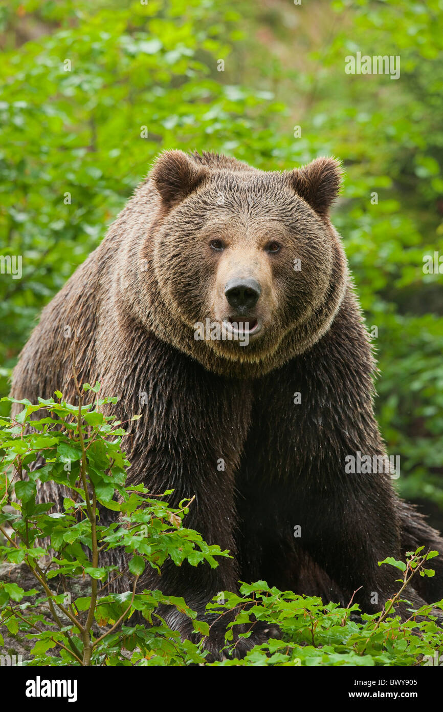 Male Brown Bear, Bavarian Forest National Park, Bavaria, Germany Stock ...