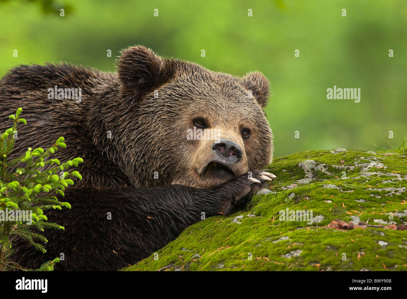 Male Brown Bear Resting on Rock, Bavarian Forest National Park, Bavaria ...