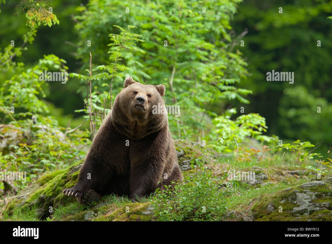 Nature Park Bavarian Forest High Resolution Stock Photography and ...