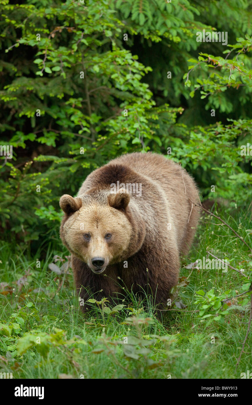Brown Bear, Bavarian Forest National Park. Bavaria, Germany Stock Photo ...