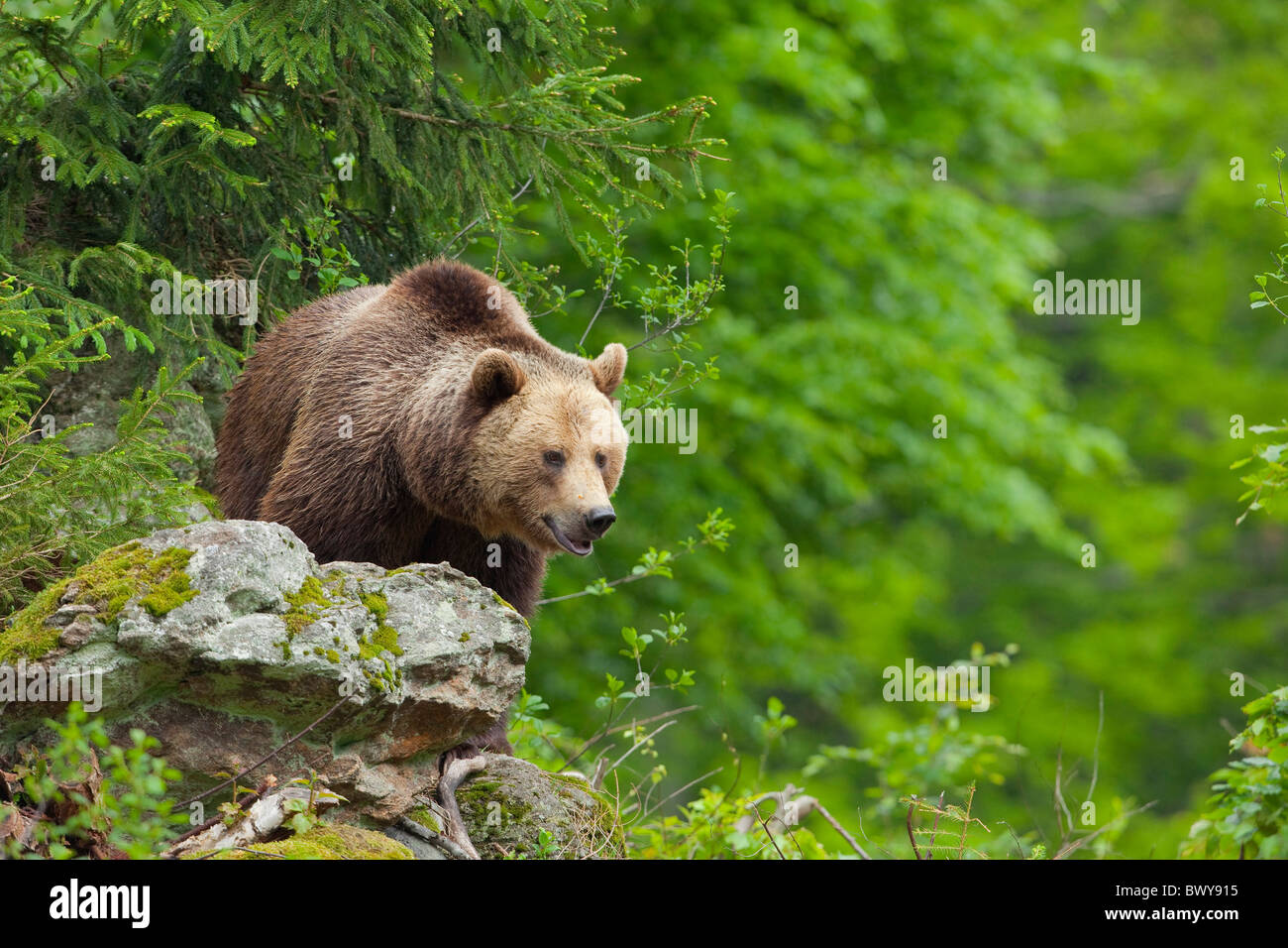 Brown Bear, Bavarian Forest National Park. Bavaria, Germany Stock Photo ...