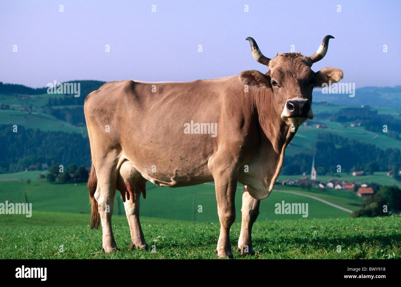 crooked horns cow scenery east Swiss Grauvieh portrait Stock Photo - Alamy
