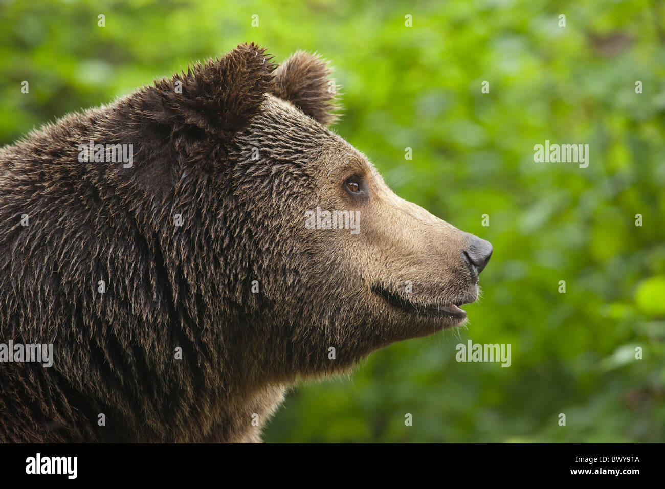 Grizzly Bear Profile Face
