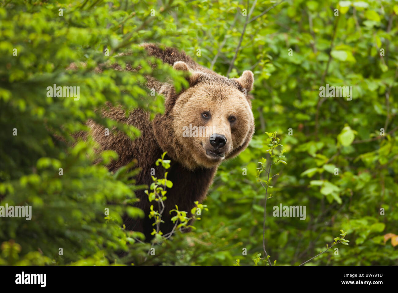 Nature Park Bavarian Forest High Resolution Stock Photography and ...