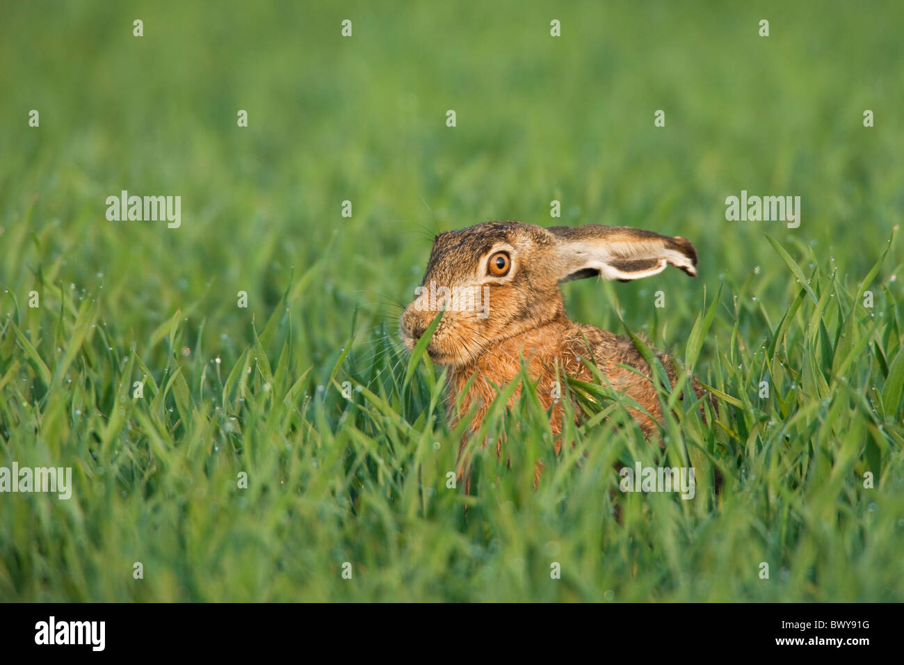 European brown hare germany hi-res stock photography and images - Alamy