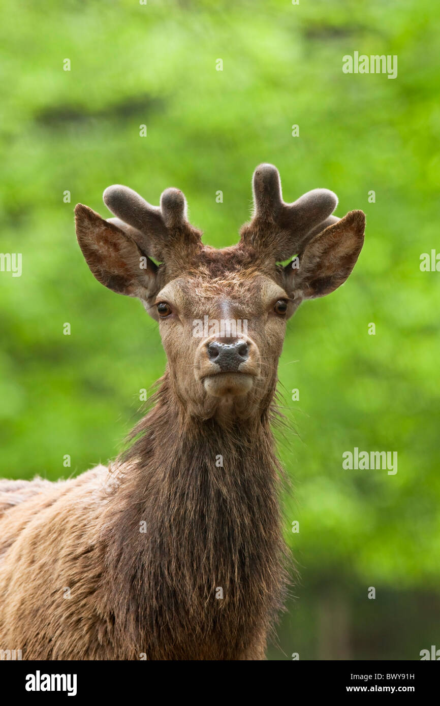 Portrait of Red Deer, Germany Stock Photo - Alamy