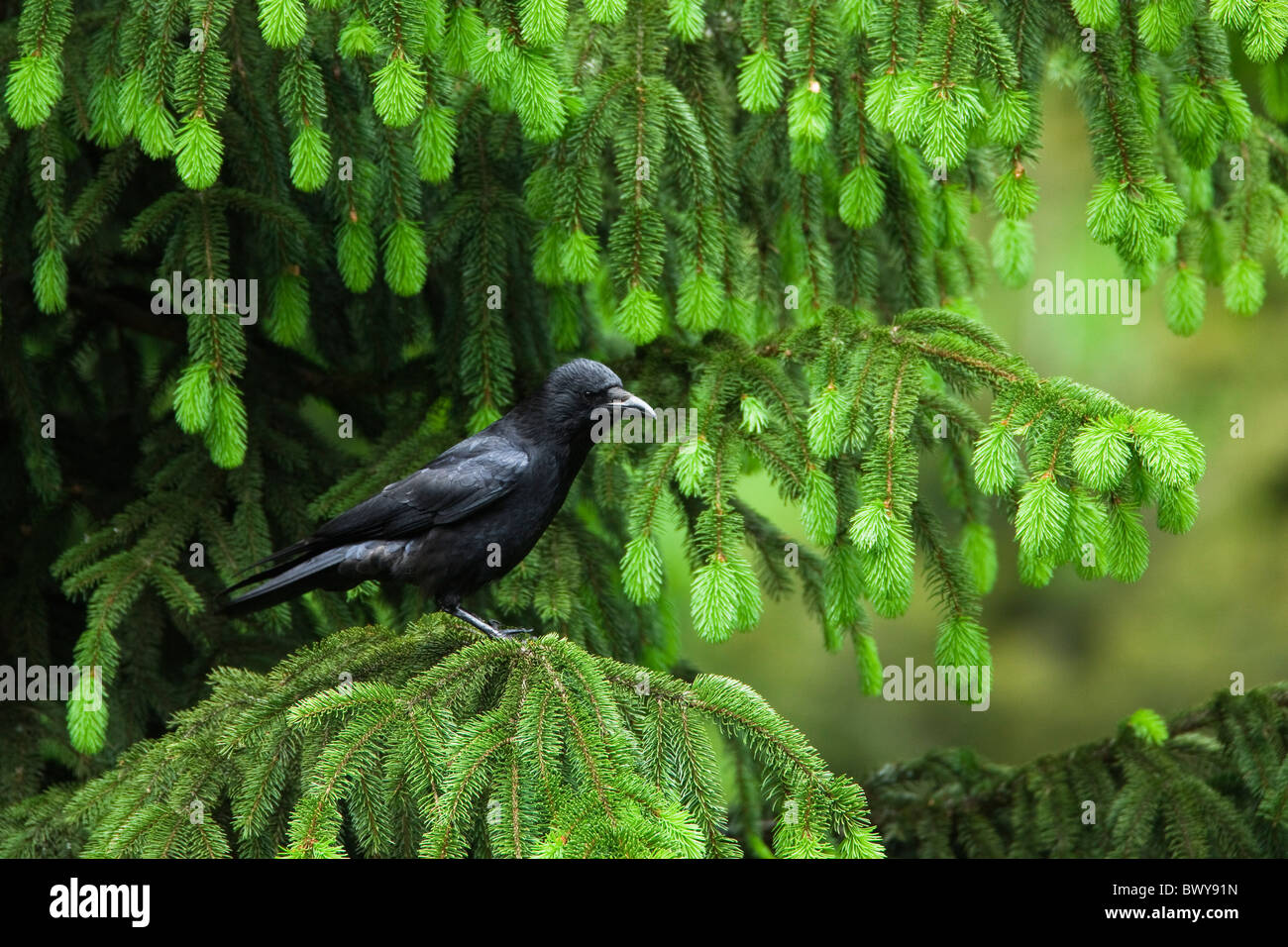 Common Raven, Bavarian Forest National Park, Bavaria, Germany Stock ...