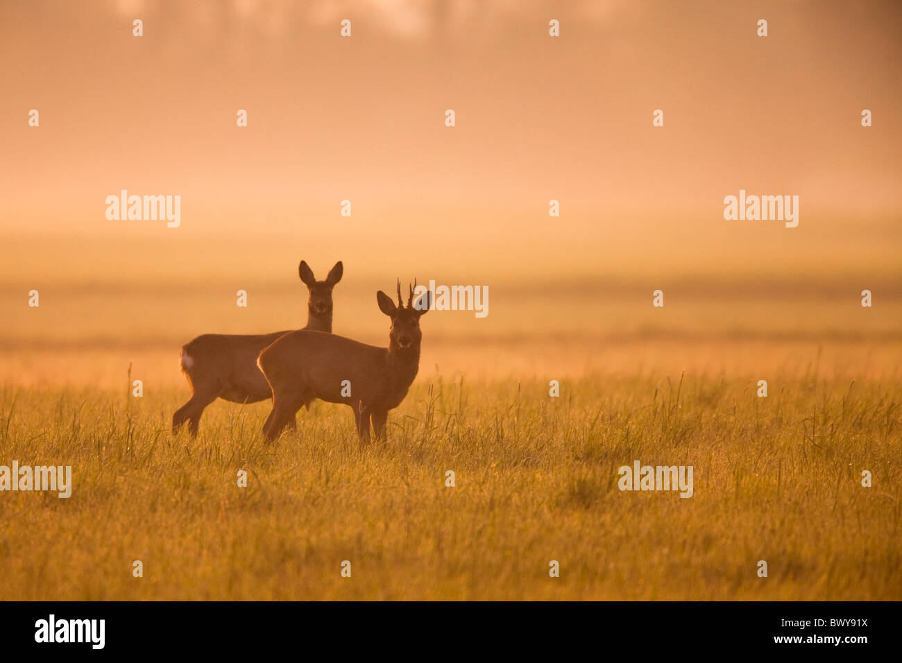 Roe Deer in Field, Germany Stock Photo - Alamy