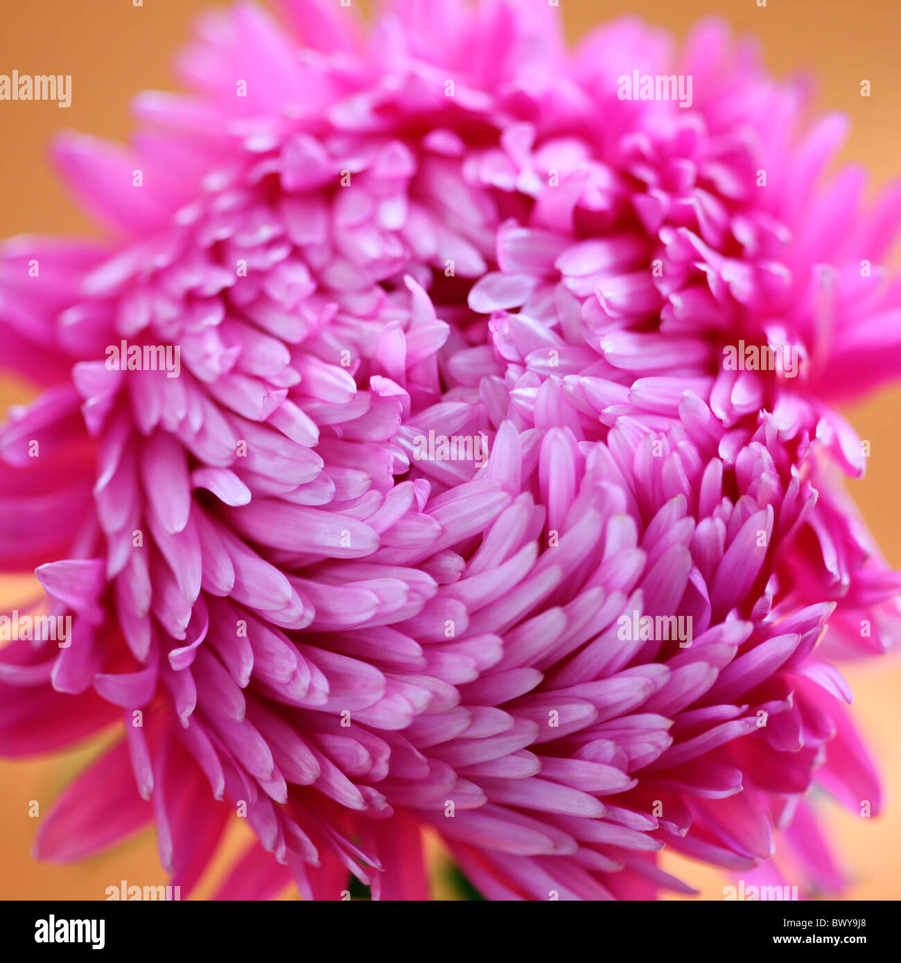 beautifully bright pink aster Jane-Ann Butler Photography JABP869 Stock ...