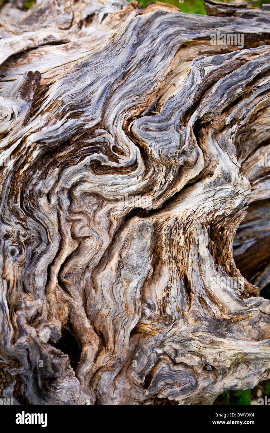 Color tree with curvy tree trunk hi-res stock photography and images ...