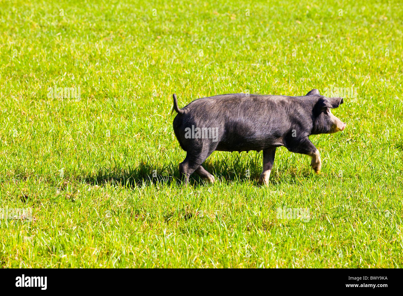 Black Pig, Mallorca, Spain Stock Photo - Alamy