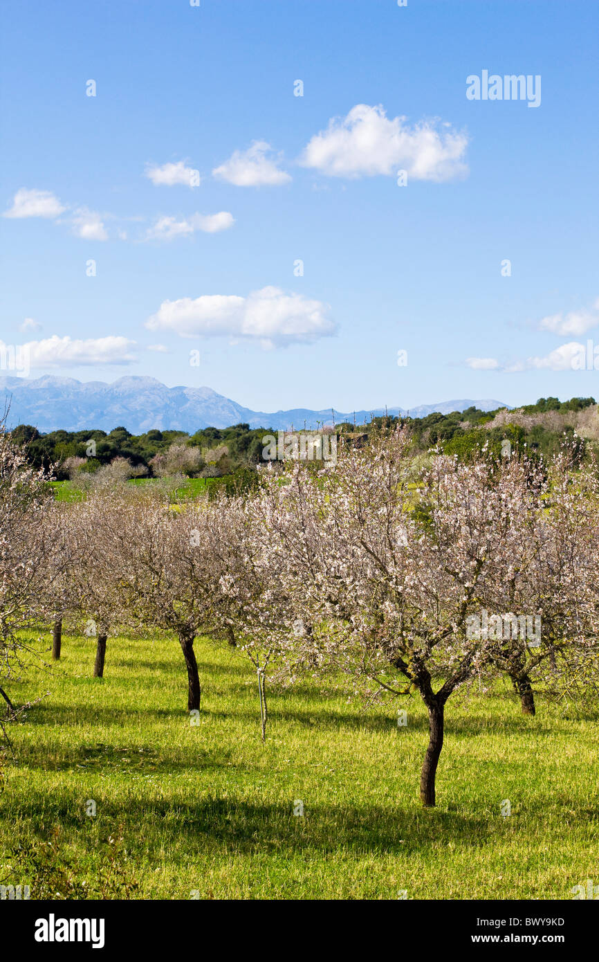 Mallorca almond blossoms hi-res stock photography and images - Alamy