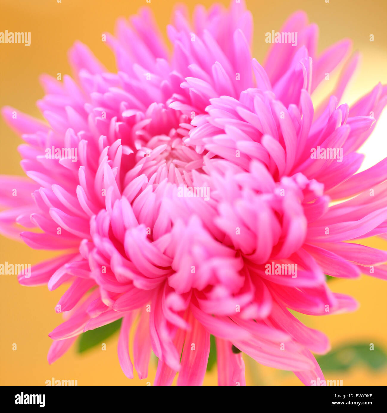 striking pink aster bloom Jane-Ann Butler Photography JABP874 Stock ...
