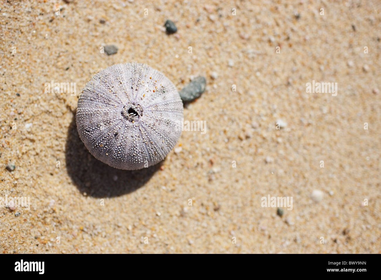 Sea Urchin Shell, Baja California Sur, Mexico Stock Photo - Alamy