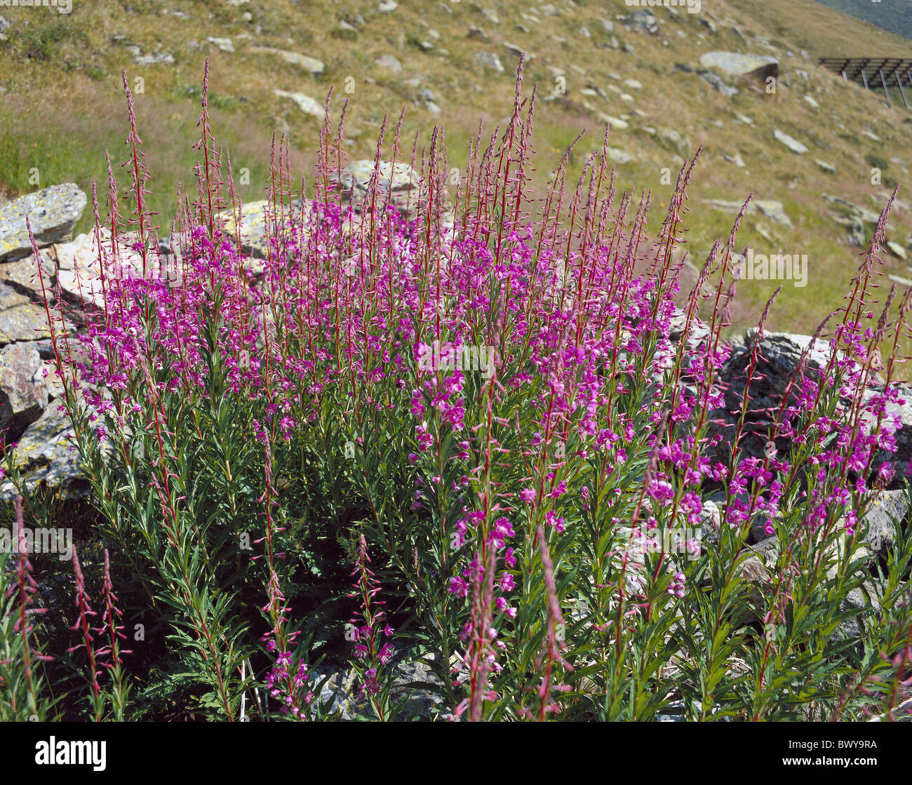 vegetation alpine little pasture rose flower shrub alp meadow mountains ...