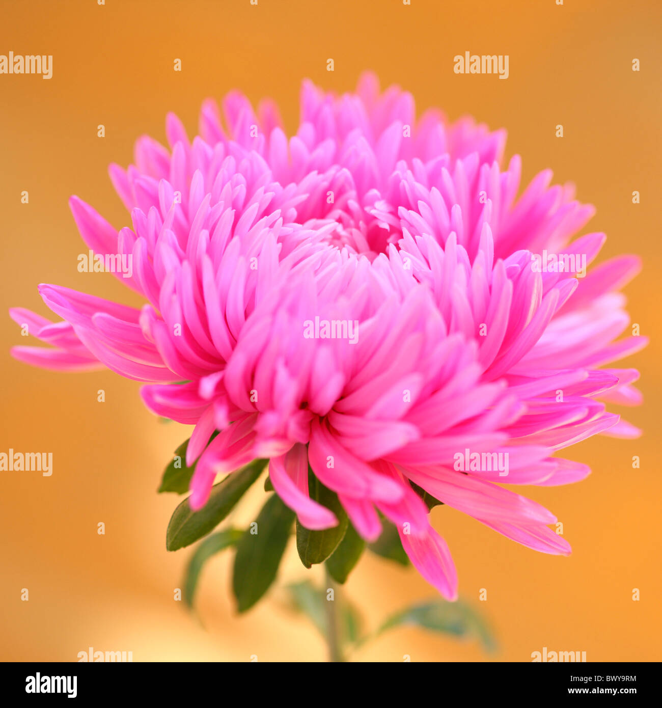 Single stem flower hi-res stock photography and images - Alamy