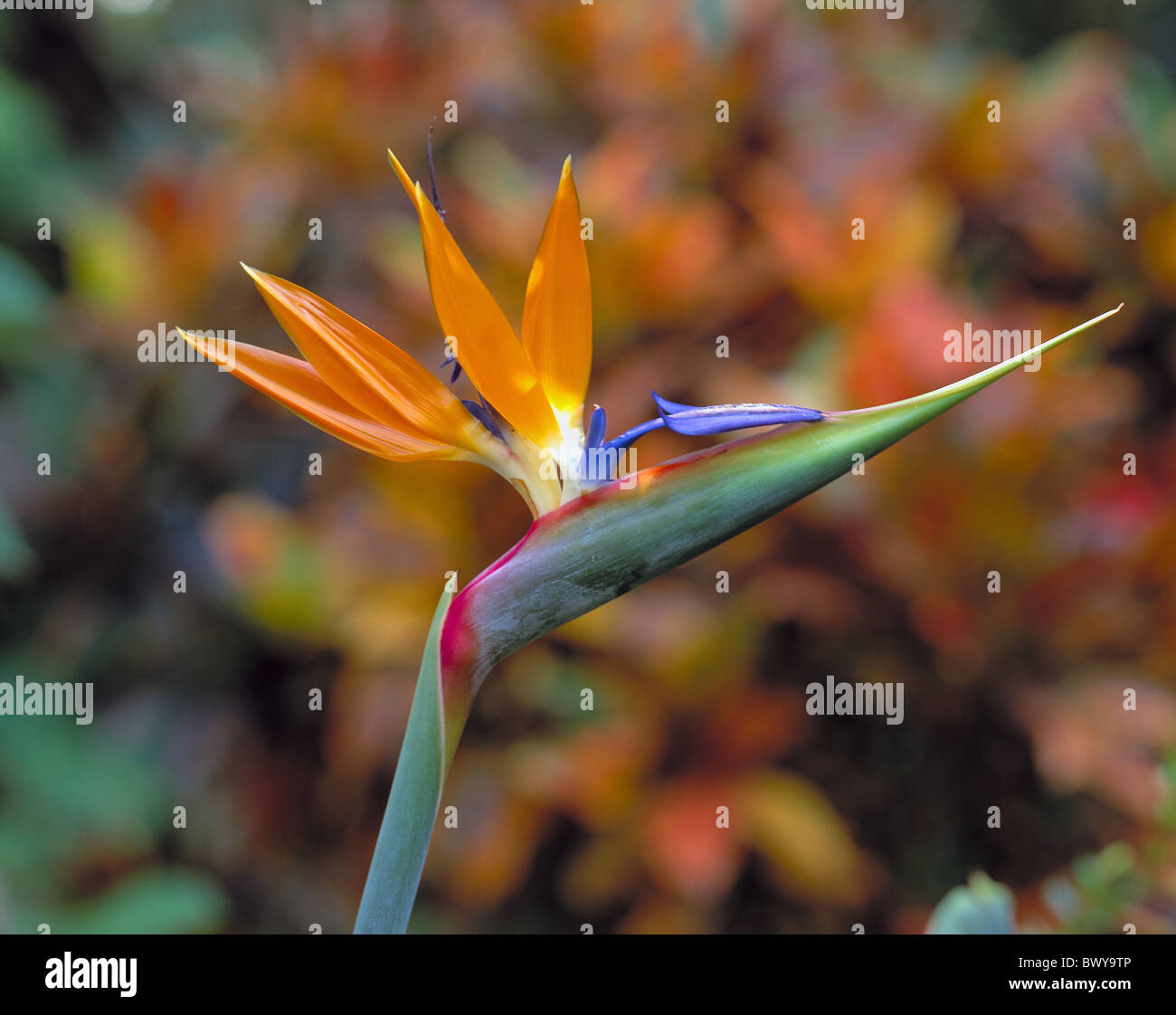 Parrot flower hi-res stock photography and images - Alamy
