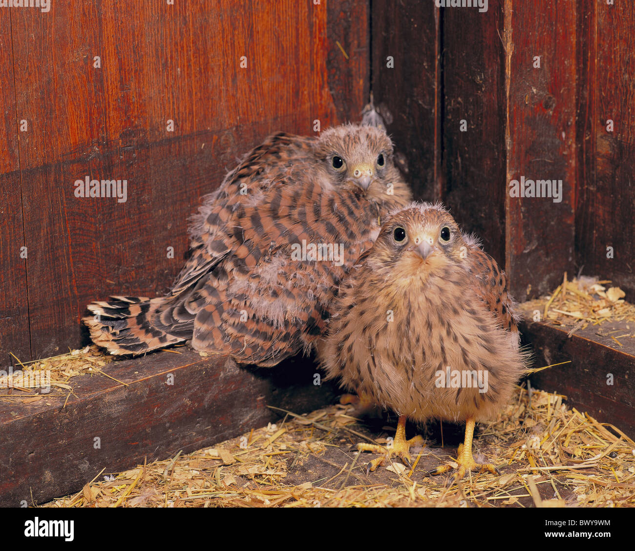 falcon kestrel two young birds nest box birds bird Stock Photo - Alamy