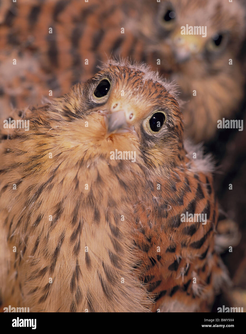 falcon kestrel two young birds portrait birds bird Stock Photo - Alamy