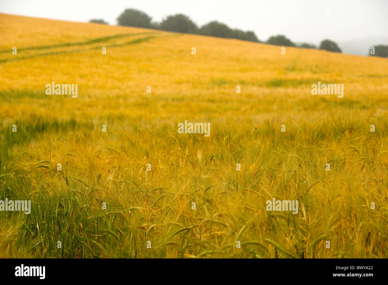 Young plant of wheat hi-res stock photography and images - Alamy