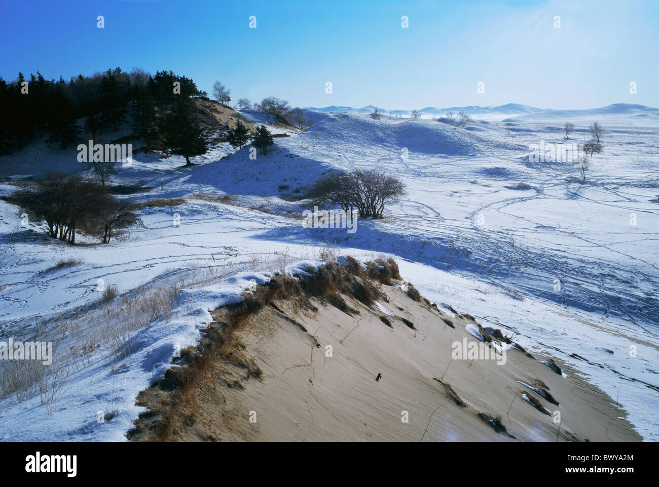 Desertification china trees hi-res stock photography and images - Alamy