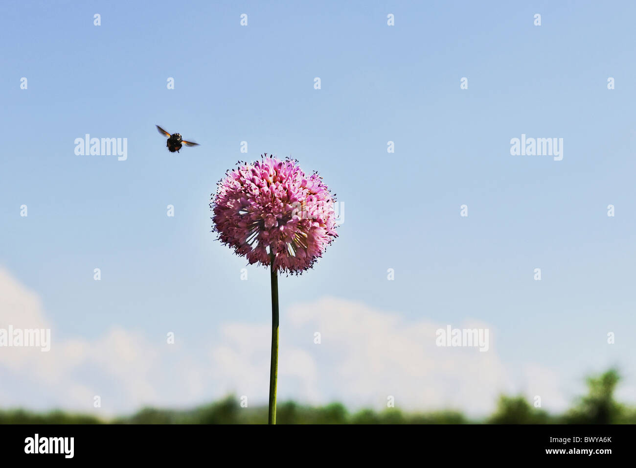 Bee hovering over flowers hi-res stock photography and images - Alamy