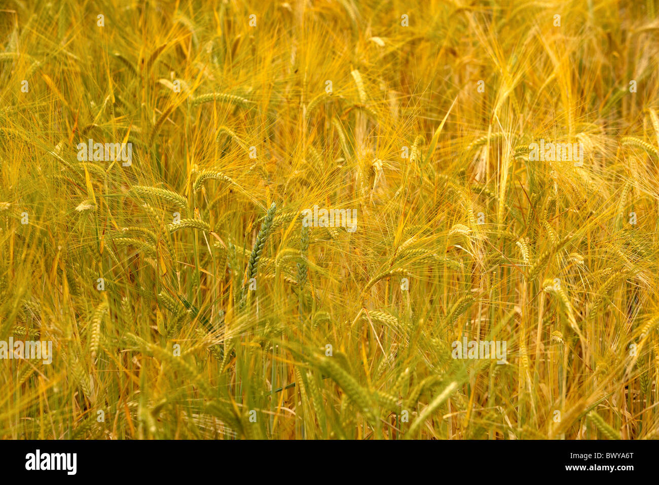 young wheat growing in field close up landscape Stock Photo - Alamy