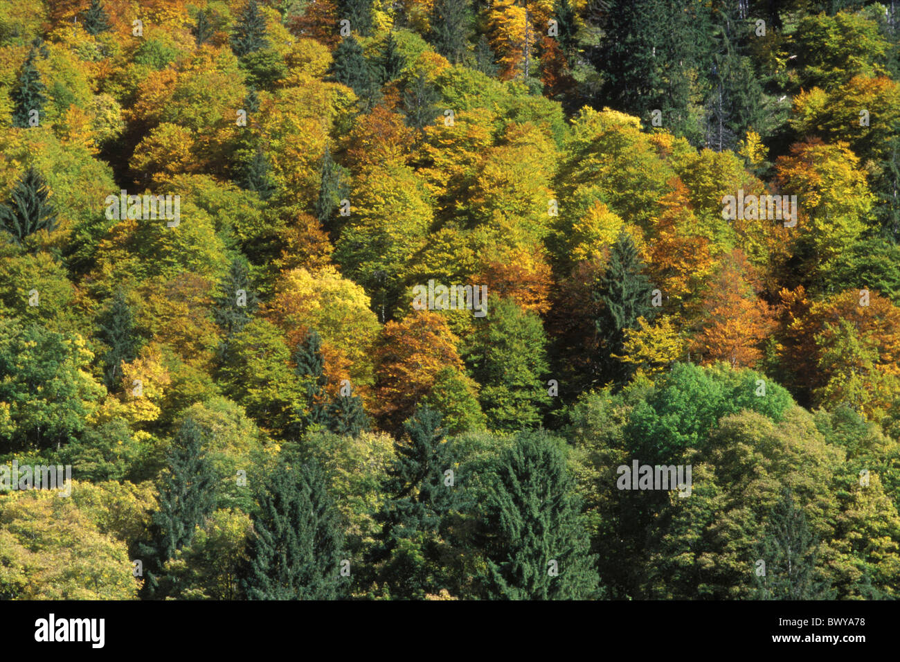 trees slope inclination autumn scenery mixed forest nature overview ...