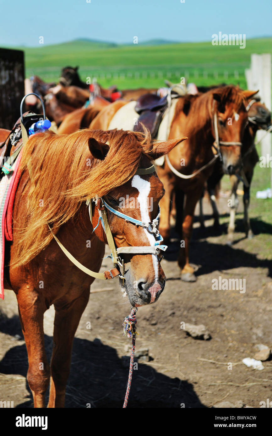 Horses, Hulun Buir Grassland, Manzhouli, Hulunbuir, Inner Mongolia ...