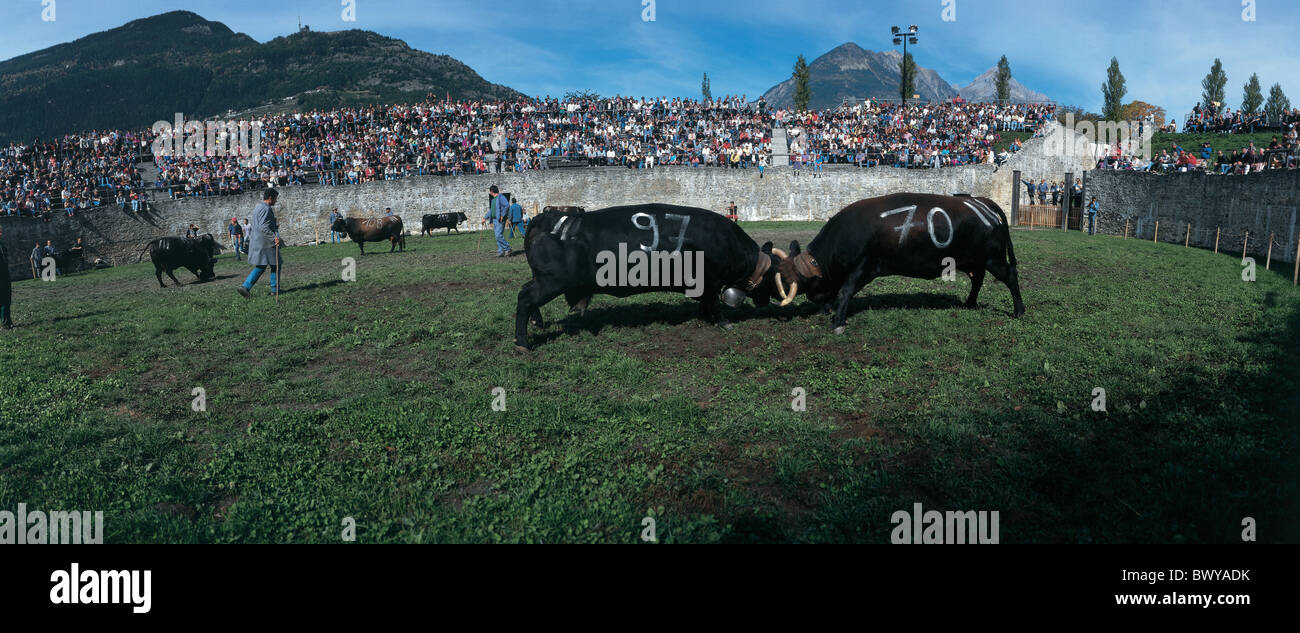 animal animals battle Canton Valais clean Combats de pure cow cow´s ...