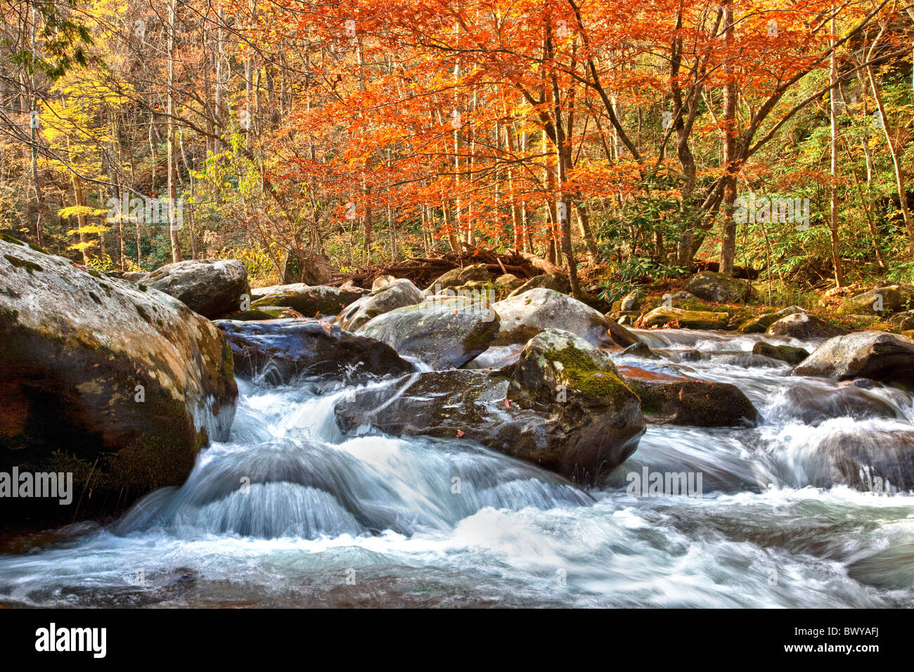 Autumn scene along the old road of Middle Prong trail, Great Smoky ...