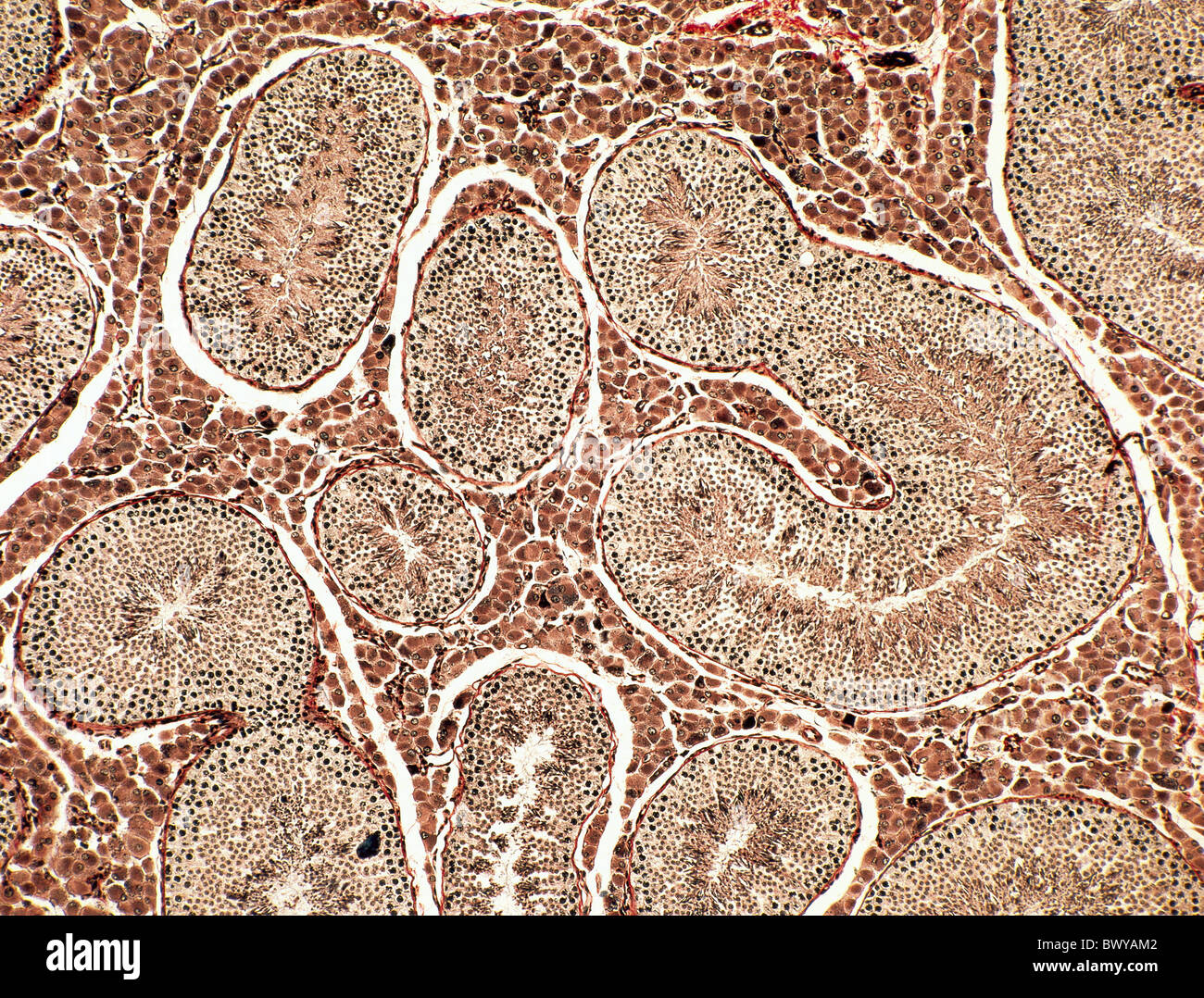 medicine microscope microscopy histology light microscope microscopy ...