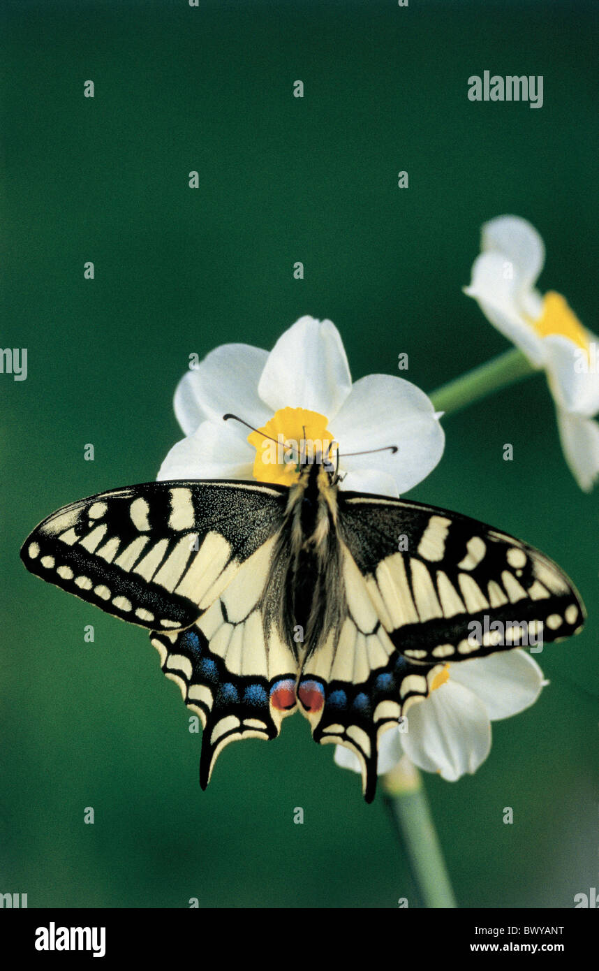 animal animals blossom butterfly flower insect nature swallow´s tail ...