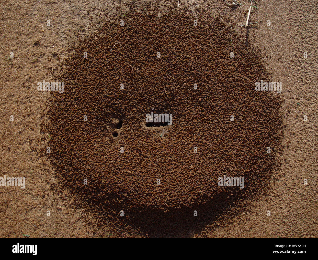 Foxhole hi-res stock photography and images - Alamy