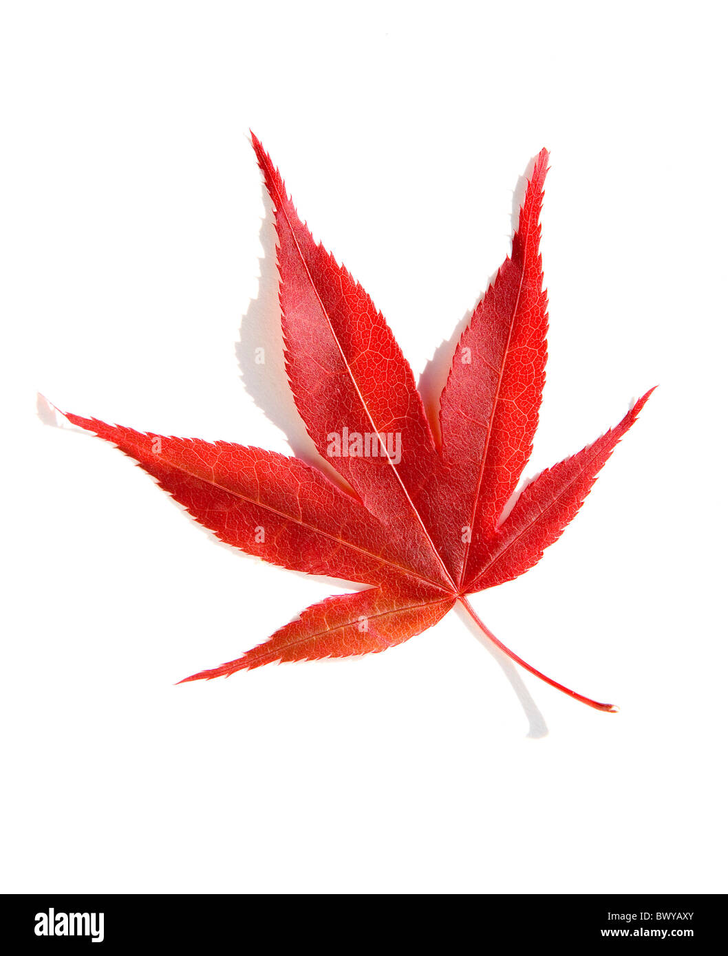 single red tree leaf on white Stock Photo - Alamy