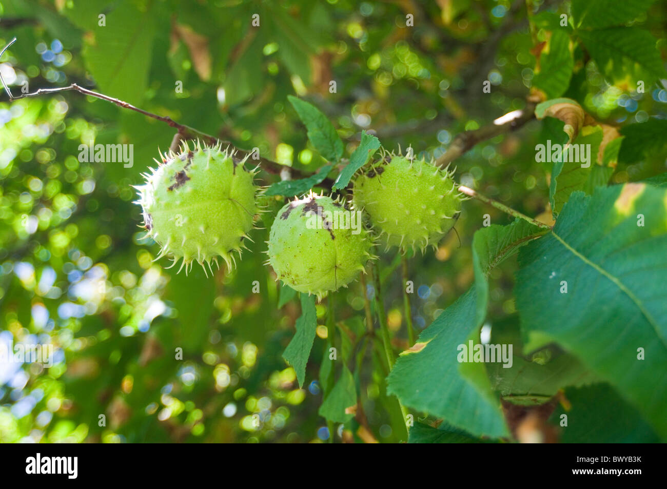 horsechestnut horsechestnuts horse chest nut nuts chestnut chestnuts ...