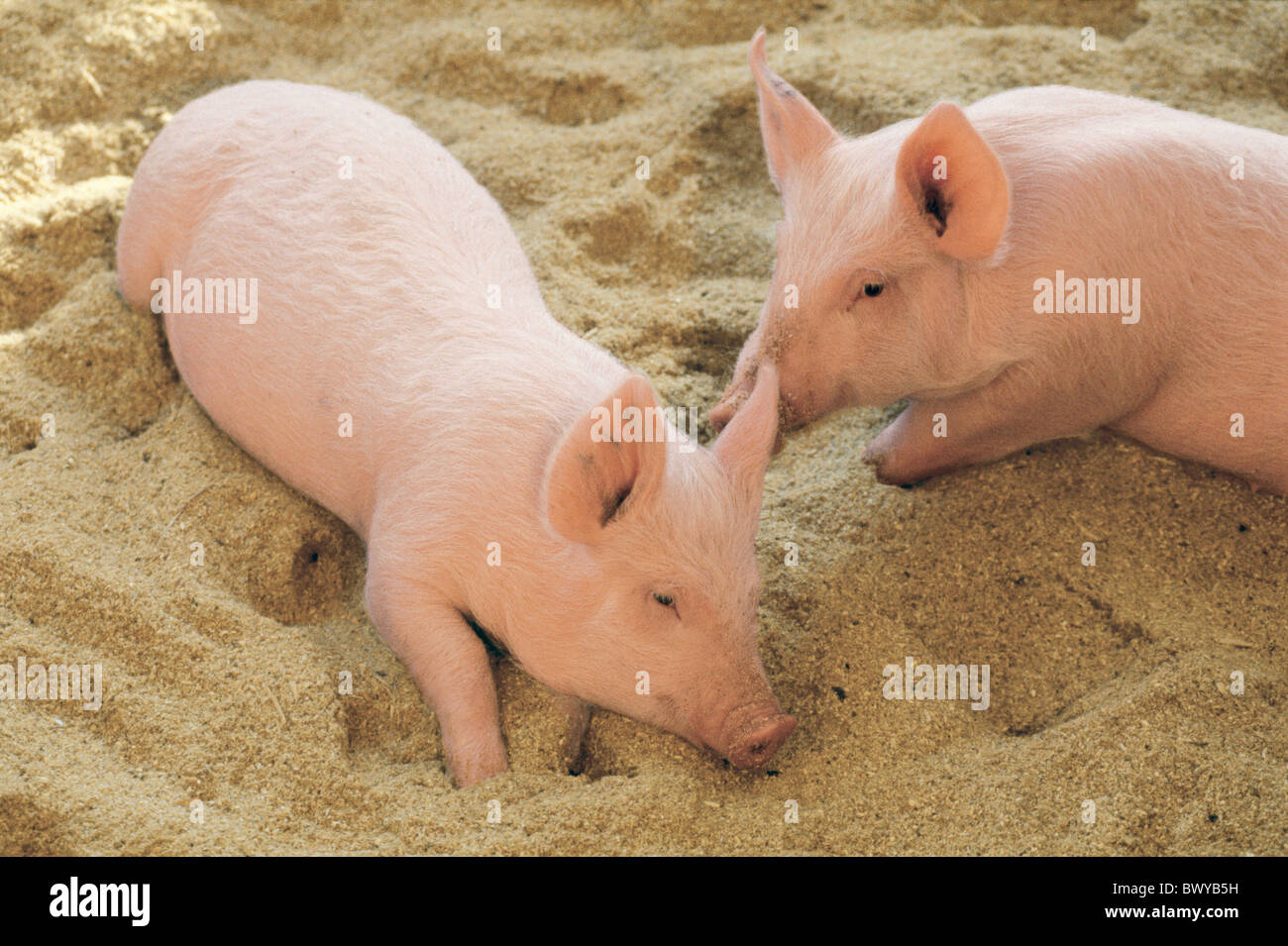 agriculture animal animals sawdust livestock pig recumbent lie lying ...