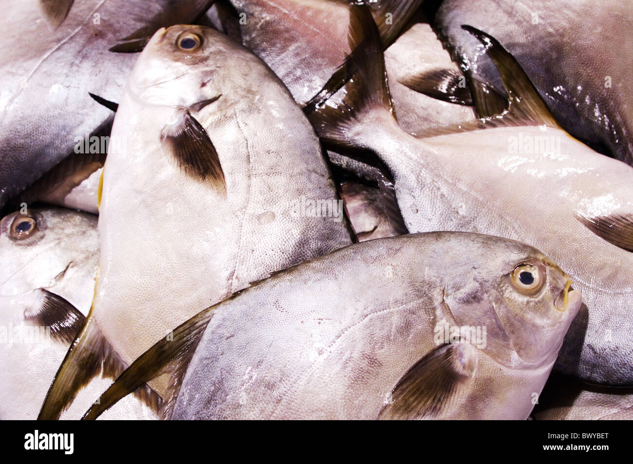 Pompano fish hi-res stock photography and images - Alamy