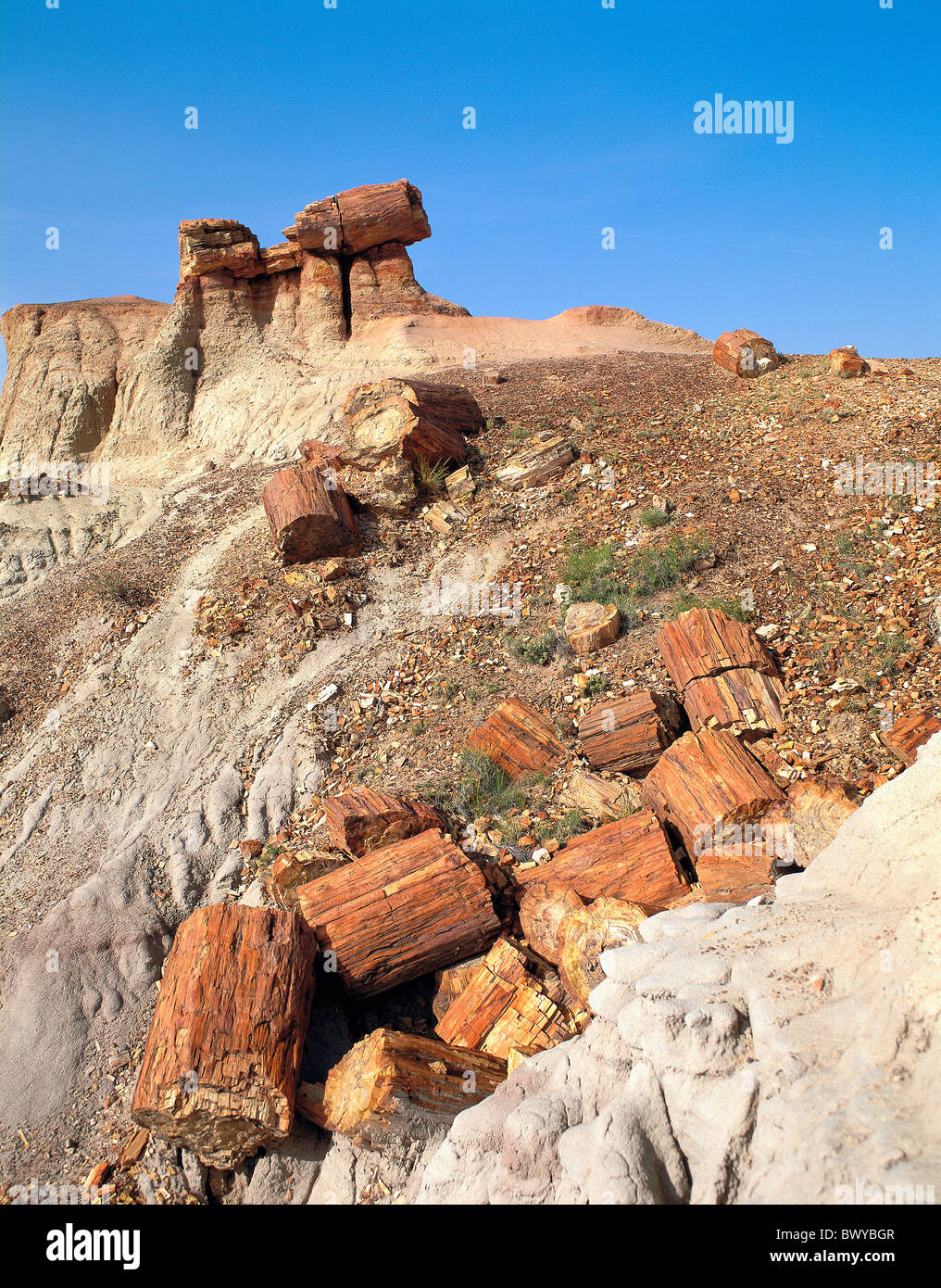 USA America North America Arizona Petrified Forest national park ...